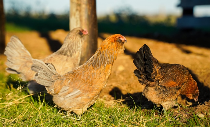 Ideal Poultry Breeding Farms Inc. – Ideal Poultry is supplier of ...