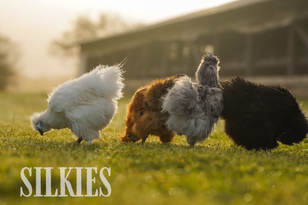 Chickens – Ideal Poultry Breeding Farms Inc.