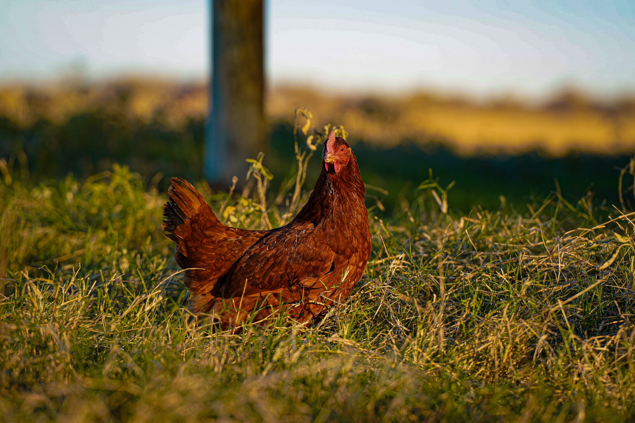 Ideal Poultry Breeding Farms Inc. – Ideal Poultry is supplier of ...